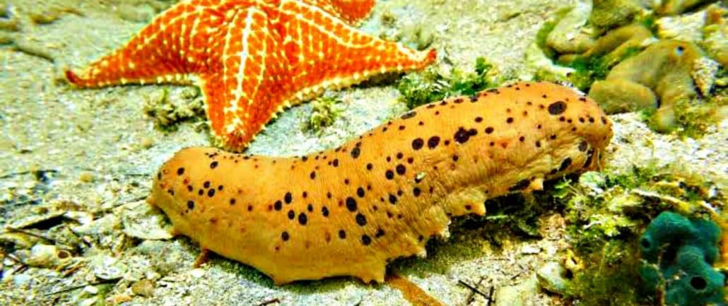 Safeguarding Sea Cucumbers - CITES 2022 CoP19
