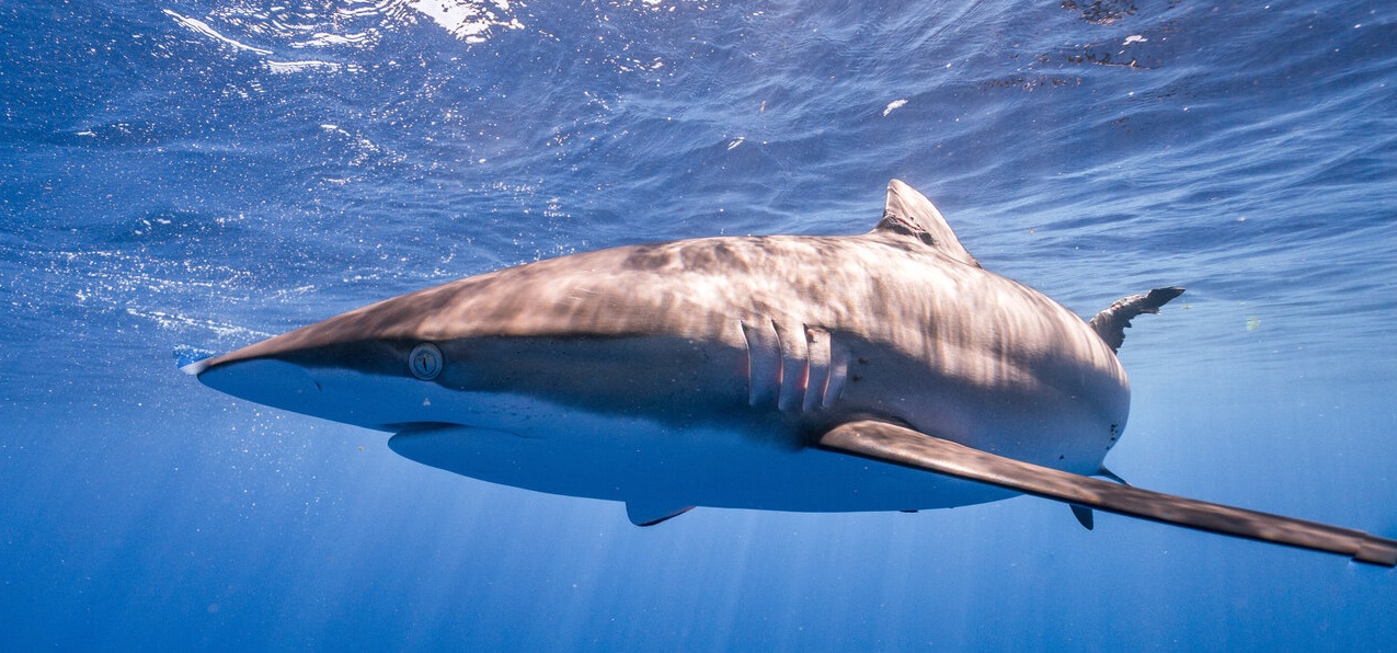 The High Seas Treaty: A Victory for Marine Conservation, but ...