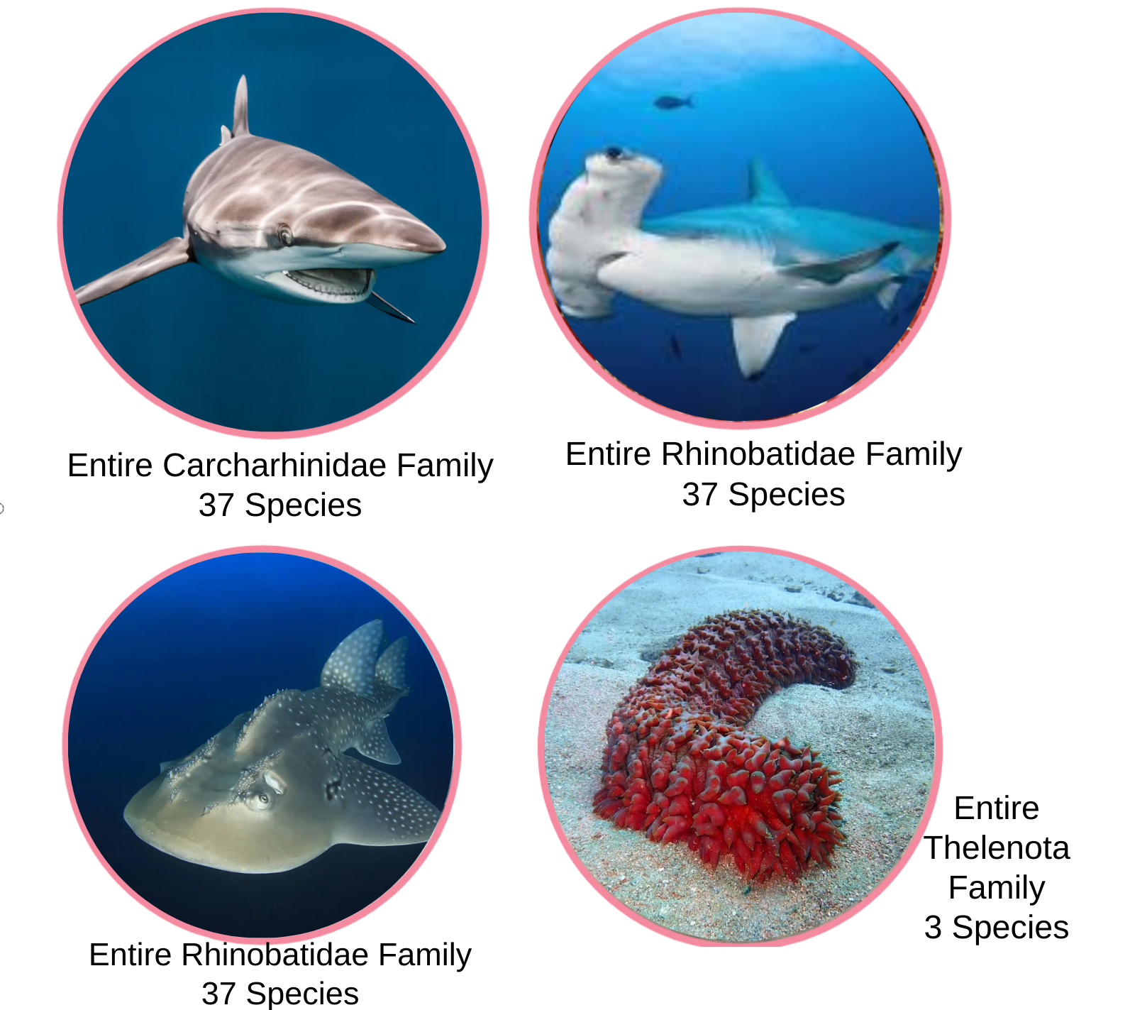 Sea Save Foundation: Ocean Conservation Awareness, Solutions, Advocacy